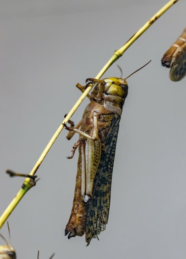 Migratory Locust 2 Stock Photos - Free & Royalty-Free Stock Photos from ...