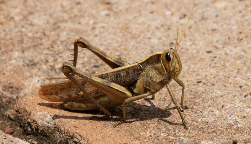 Migratory Locust in Close Up Stock Photo - Image of grasshopper, detail ...