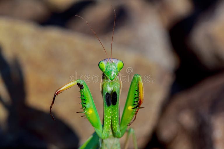 Migratory Locust Head with High Depth Focus Stock Image - Image of ...