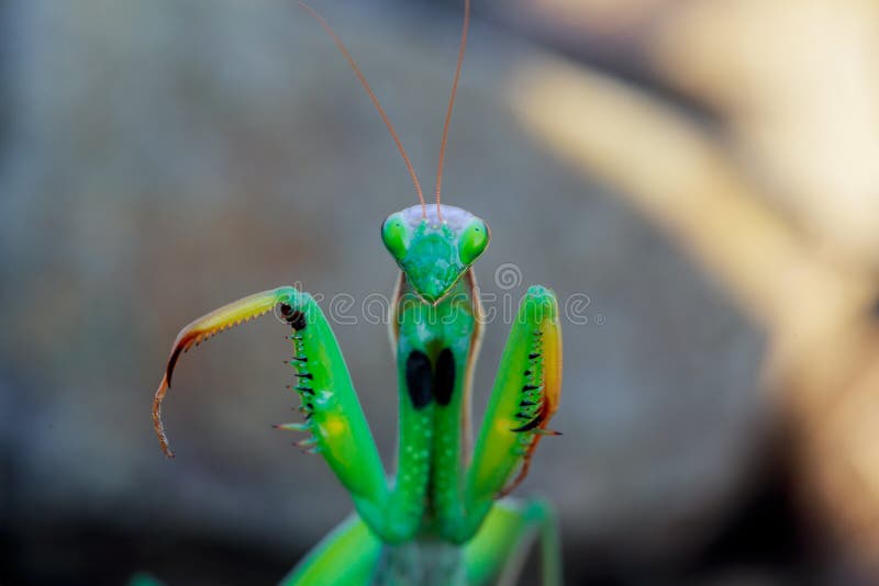 Locust - Head on stock image. Image of yellow, veracious - 5585981