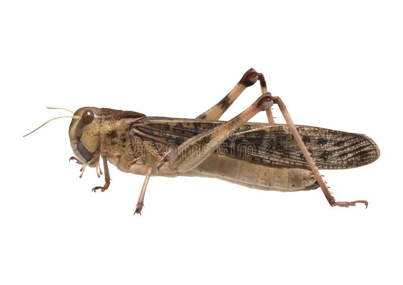 Migratory Locust - (Locusta Migratoria) Stock Photo - Image of view ...