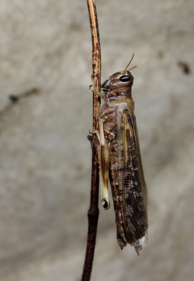 A Migratory Locust Locusta Migratoria Stock Photo - Image of animal ...