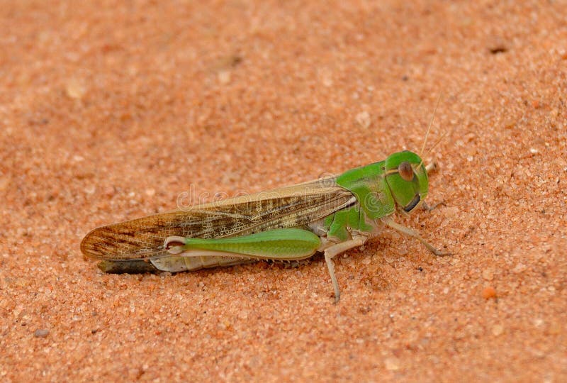 Migratory locust stock image. Image of locust, grasshopper - 57819845