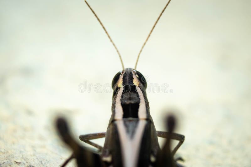 Migratory Locust, Locust, Locusta Migratoria. Grasshopper Locust ...