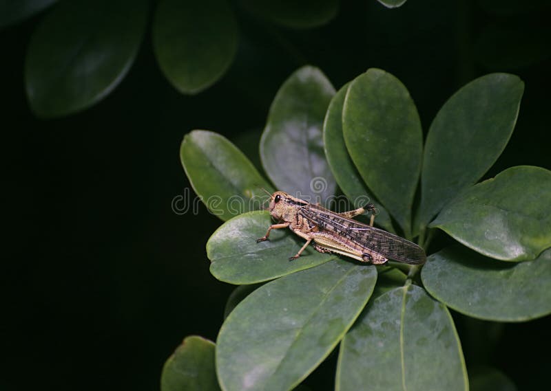 Migratory Locust (Locusta Migratoria) on Leaves Stock Photo - Image of ...
