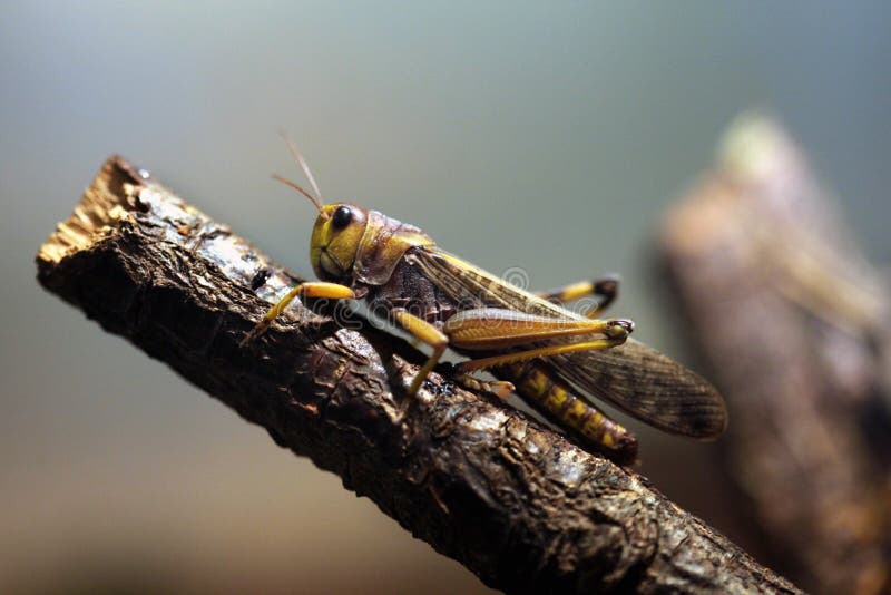 Migratory Locust - (Locusta Migratoria) Stock Image - Image of view ...