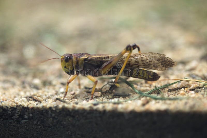 Migratory Locust (Locusta Migratoria). Stock Photo - Image of ...