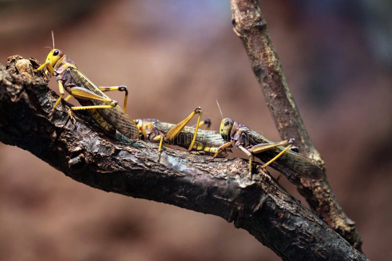 Migratory Locust (Locusta Migratoria). Stock Image - Image of locusts ...