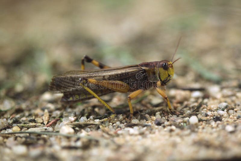 Migratory Locust (Locusta Migratoria). Stock Photo - Image of life ...