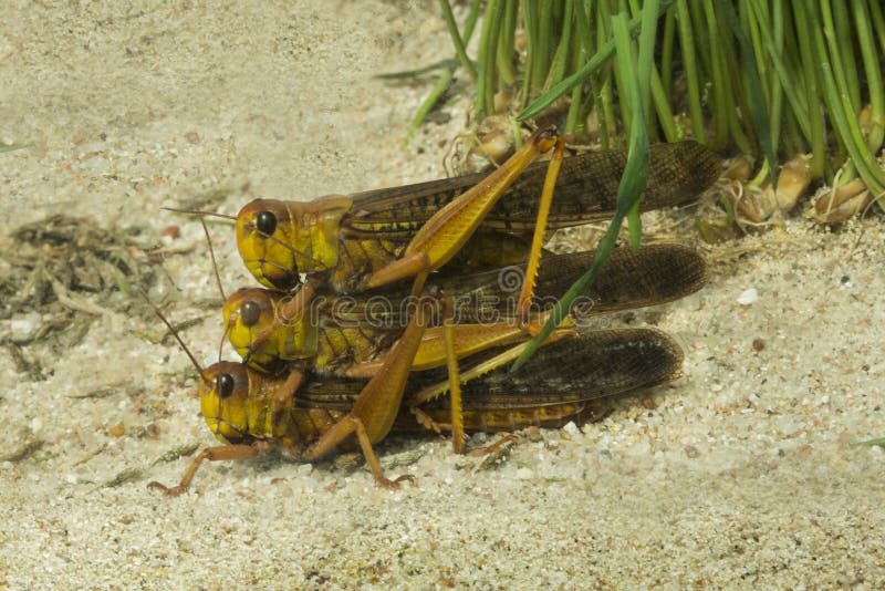 The Migratory Locust Locusta Migratoria. Stock Photo - Image of brown ...