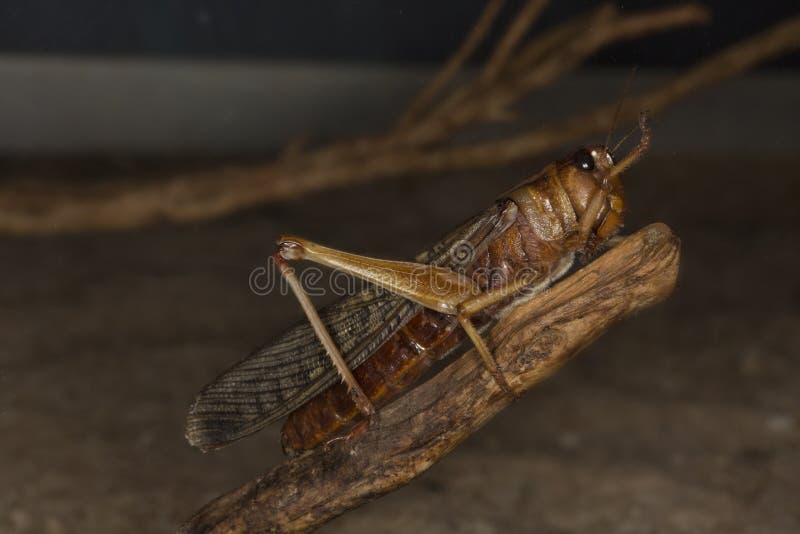 The Migratory Locust Locusta Migratoria. Stock Photo - Image of africa ...