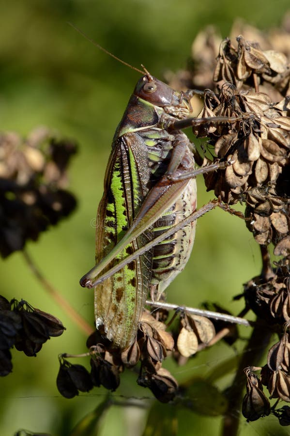 Migratory Locusts on Plants Stock Photo - Image of bush, locusts: 123731386