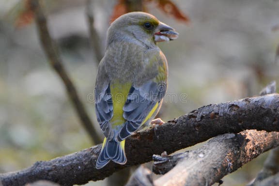 Common greenfinch stock image. Image of bird, migratory - 121237717