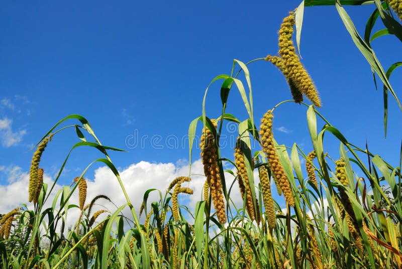 Mijo foto de archivo. Imagen de germen, exterior, coseche - 6395298