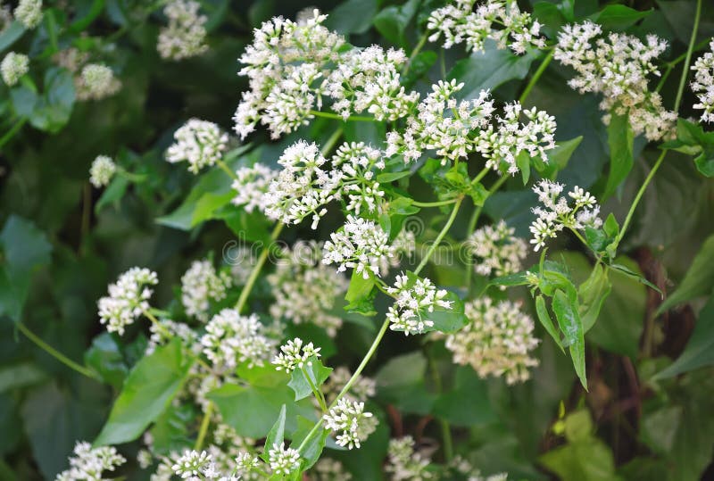 Mikania imagen de archivo. Imagen de milla, silvicultura - 47660305