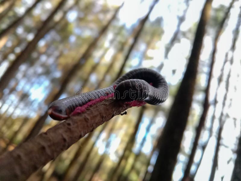 Mil Insetos Em Madeira Pequena Com Fundo De Pinus Foto de Stock ...