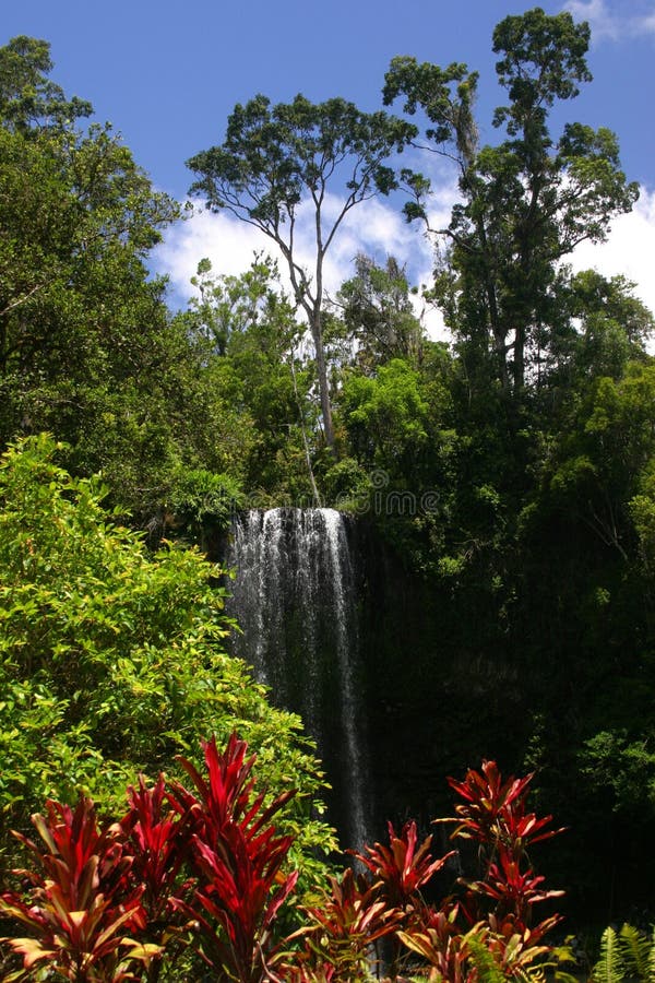 Milaa Milaa Falls stock photo. Image of milaamilaa, summer - 7274974