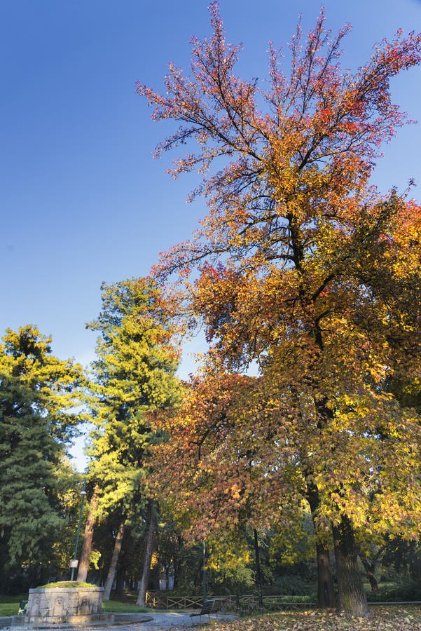 Milan (Italy) at fall stock photo. Image of italy, outdoor - 61995620