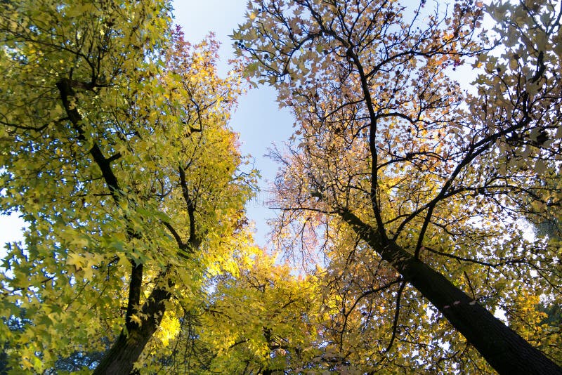 Milan (Italy) at fall stock photo. Image of green, autumn - 61995666