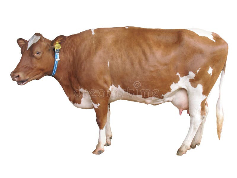 Milch Cow Isolated on White Stock Image - Image of trough, livestock ...