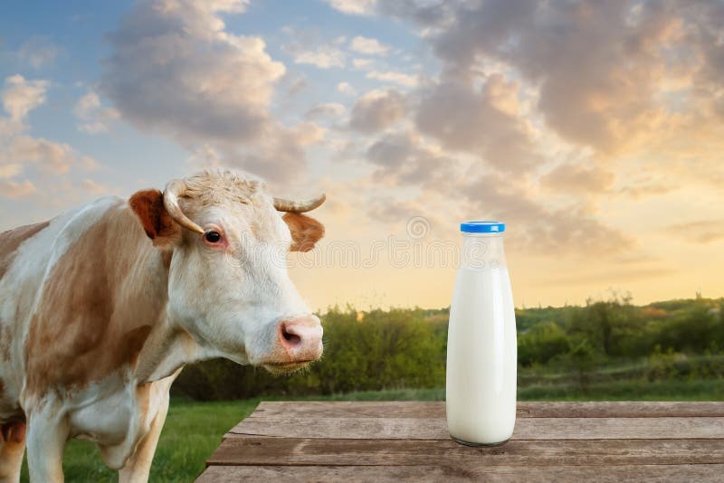 Milch in Der Flasche Auf Tabelle Mit Kuh Stockbild - Bild von ...