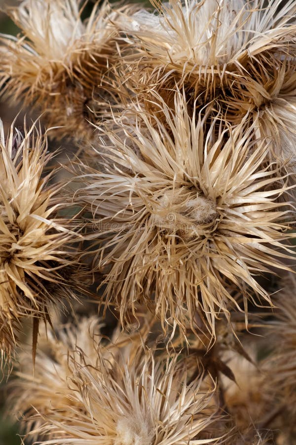 Milch-Distel stockbild. Bild von blume, pflanzen, blühen - 22330161