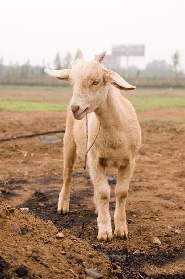 Milch goat stock photo. Image of nourishment, meadow, lawn - 5484512