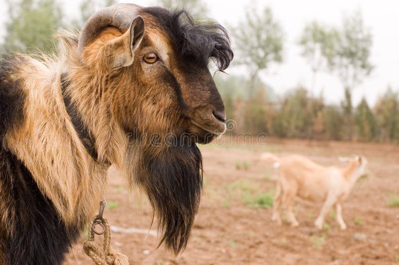 Milch goat stock photo. Image of masticate, green, nature - 5484596