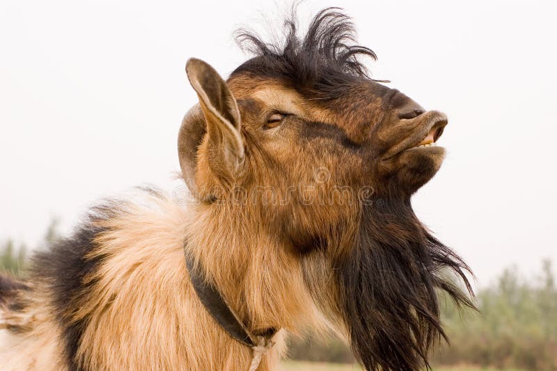 Milch Goat Picture. Image: 5521788