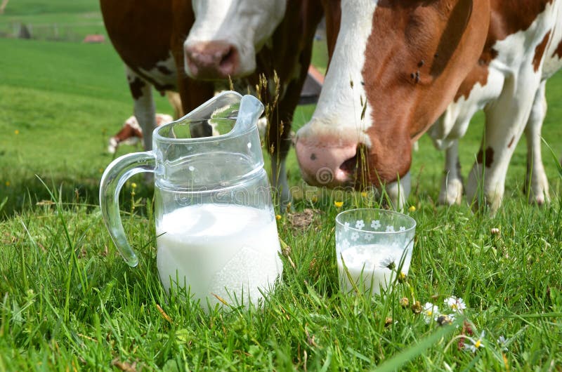 Milch und Kühe stockbild. Bild von fuhr, land, landwirtschaft - 40363917