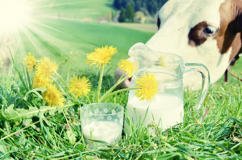 Milch und Kuh stockbild. Bild von vieh, ökologie, gras - 41306975