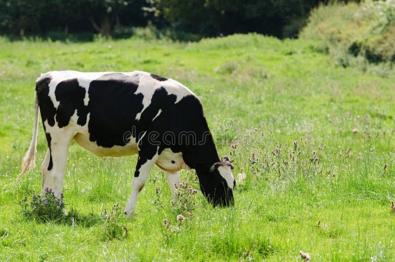 Milchkuh stockfoto. Bild von landwirtschaftlich, holstein - 10836818
