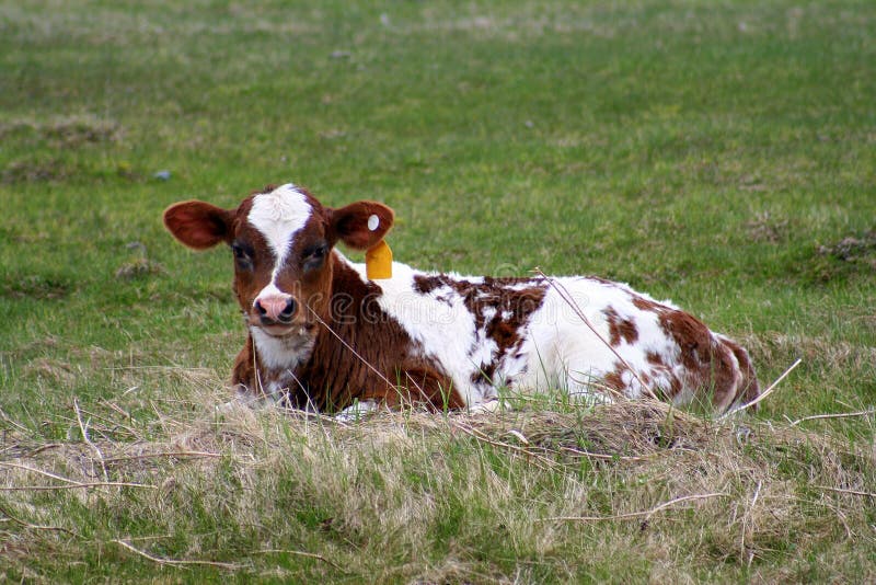 Milchkuh stockfoto. Bild von neufundland, gras, molkerei - 11452528