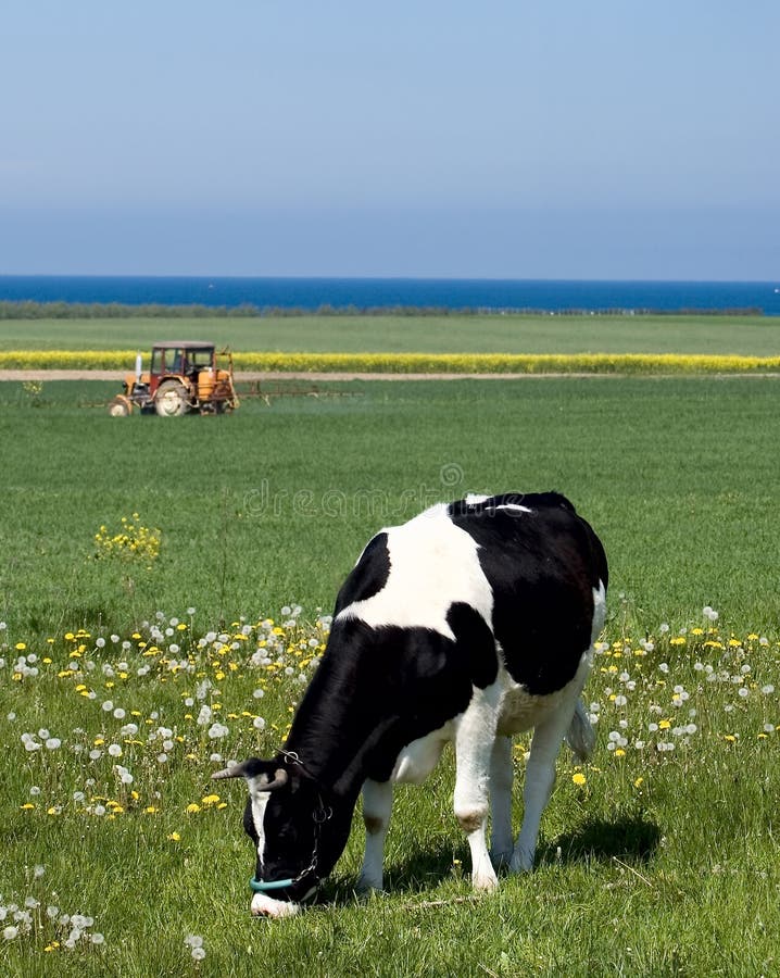 Milchkuh stockfoto. Bild von landwirtschaftlich, holstein - 10836818