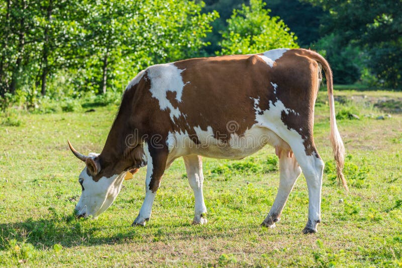 Milchkuh stockfoto. Bild von tiere, landwirtschaftlich - 35119200