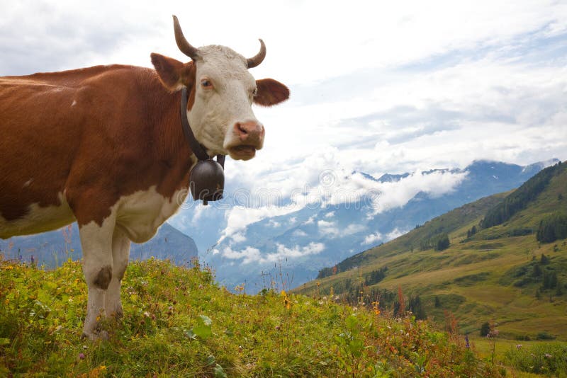 Milchkuh Auf Wiese in Den Alpen Stockfoto - Bild von rinder, himmel ...