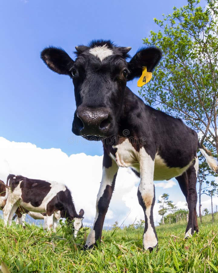 Milchkuh in einer Weide redaktionelles stockbild. Bild von gefochten ...