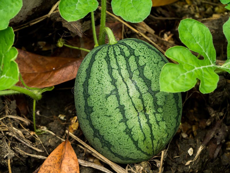 The Mild Effect of Non-toxic Watermelon Stock Image - Image of grower ...