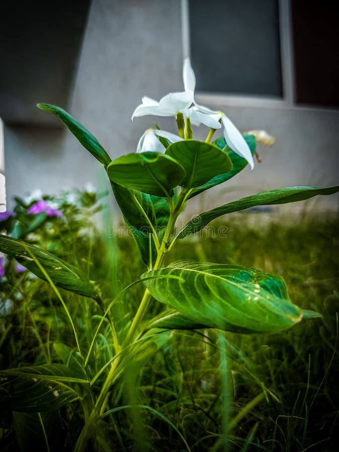 Mild Flower stock photo. Image of mild, plant, green - 188819584