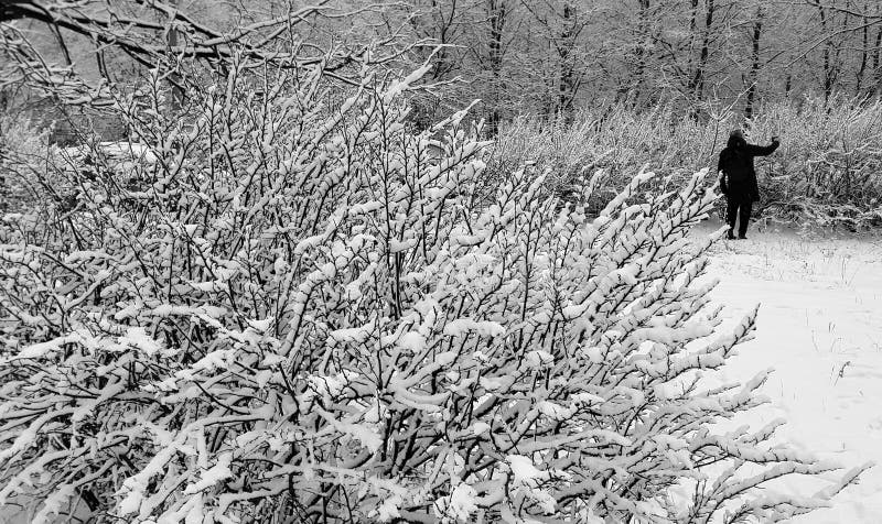 Mild open winter stock photo. Image of snow, flower - 206123430