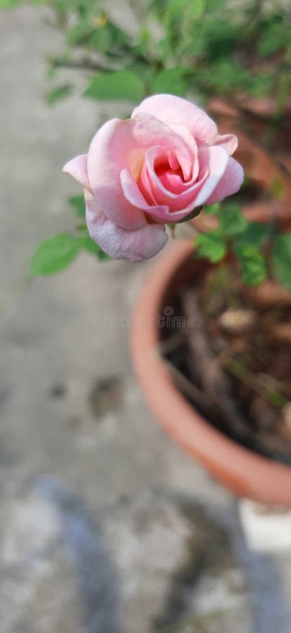 Mild Pink Rose Bloom in Garden Stock Image - Image of branch, garden ...