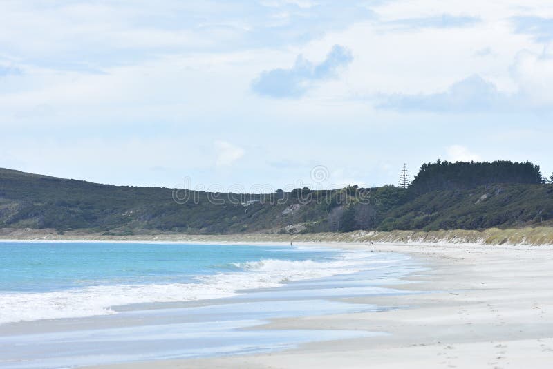 White Pacific Seagull Close Up Head Portrait Stock Photo - Image of ...