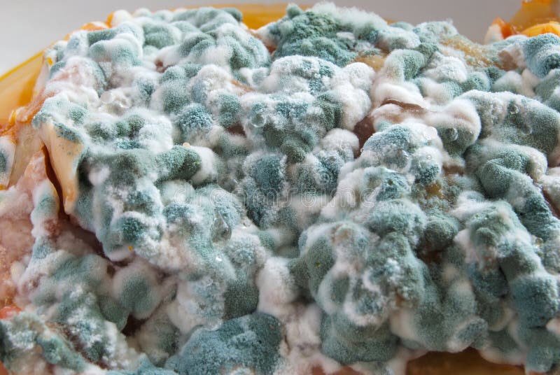 Mildew stock image. Image of harm, medicine, mushroom - 12960813