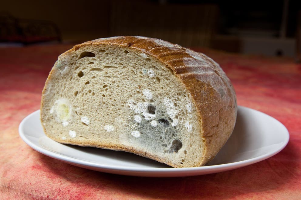 Mildew bread stock image. Image of garbage, humid, germ - 28283919