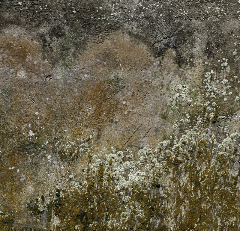 Mildew Covered Concrete Wall Grunge Texture Stock Image - Image of ...