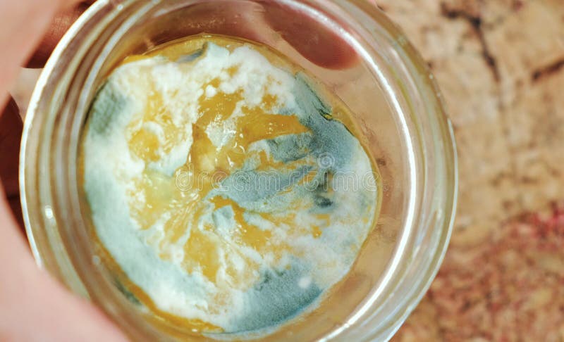 Mildew-covered Sliced Lemon in a Transparent Jar on the Kitchen Table ...