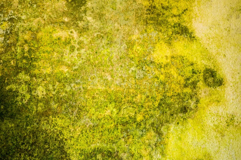 Mildew stock photo. Image of damage, decay, humid, dirt - 48798154