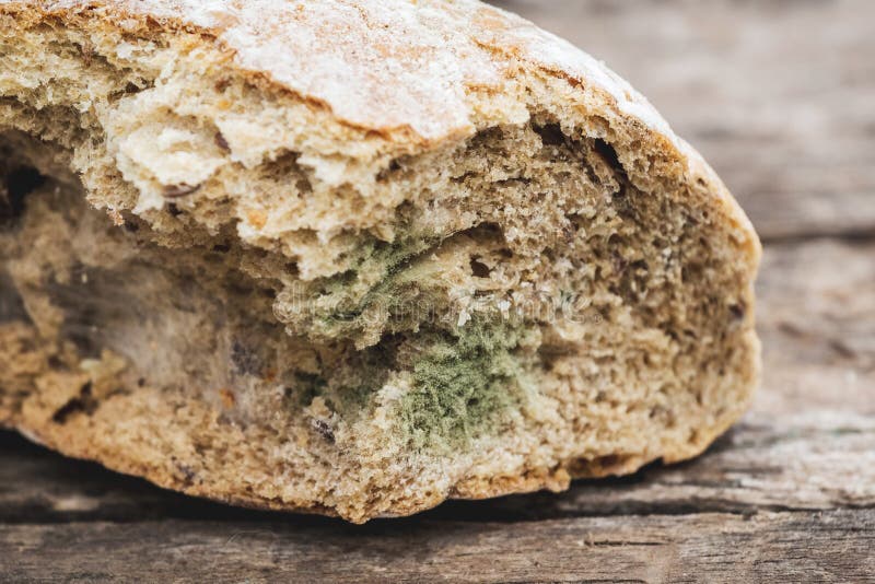Mildew on a Slice of Bread. Stale Bread, Covered with Mildew_ Stock ...