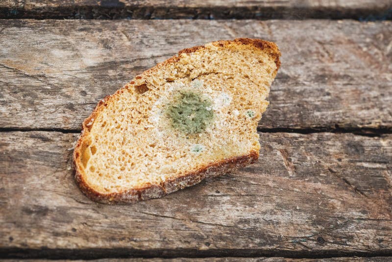 Mildew on a Slice of Bread. Stale Bread, Covered with Mildew_ Stock ...