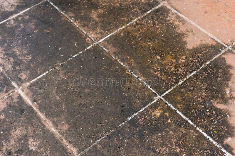 Mildewed tiled floor stock image. Image of fungus, hygiene - 58712173